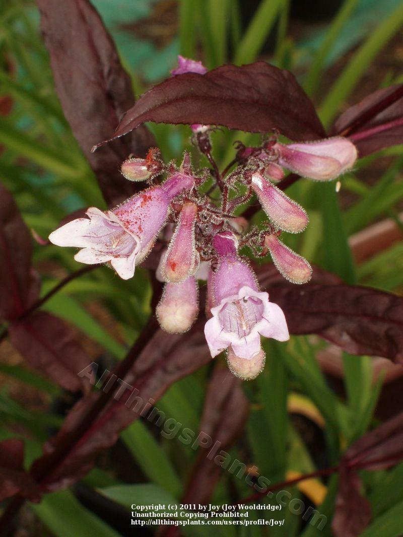 Penstemons: Plant Care and Collection of Varieties - Garden.org