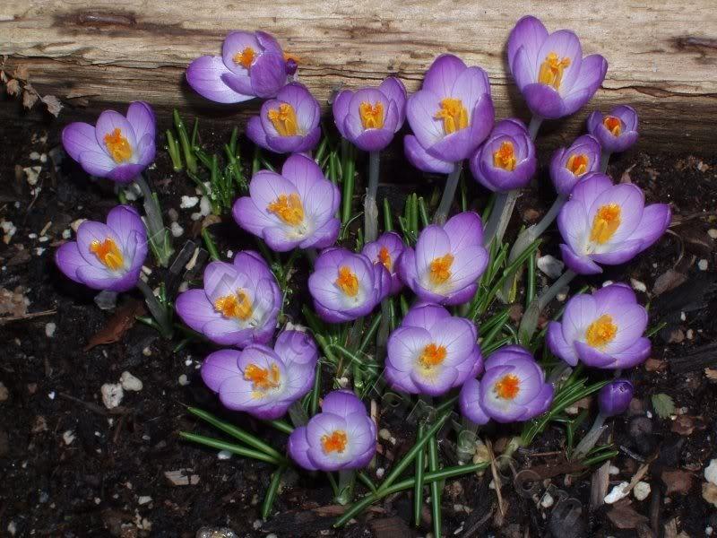Crocus: Plant Care and Collection of Varieties - Garden.org