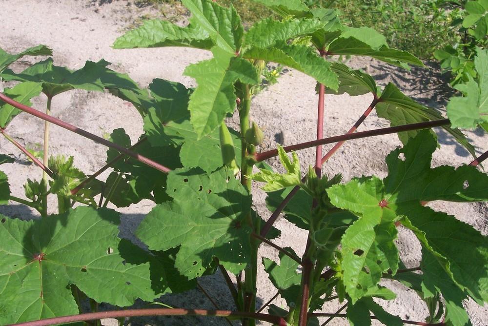 Okra: Plant Care and Collection of Varieties - Garden.org