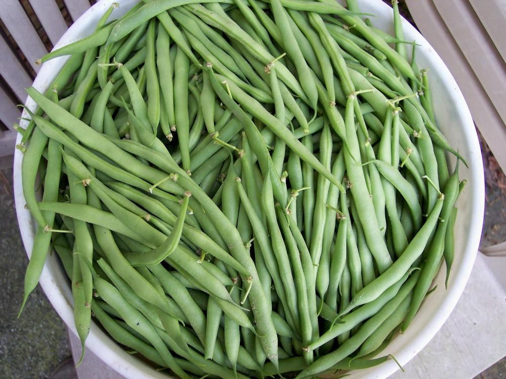 Beans: Plant Care and Collection of Varieties - Garden.org