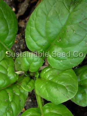 Spinaches: Plant Care and Collection of Varieties - Garden.org