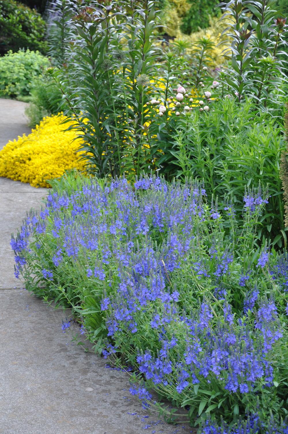 Photo of the entire plant of Large Speedwell (Veronica teucrium 'Crater ...