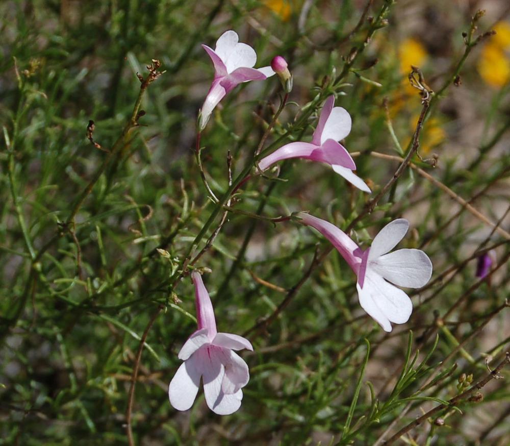 Penstemons: Plant Care and Collection of Varieties - Garden.org