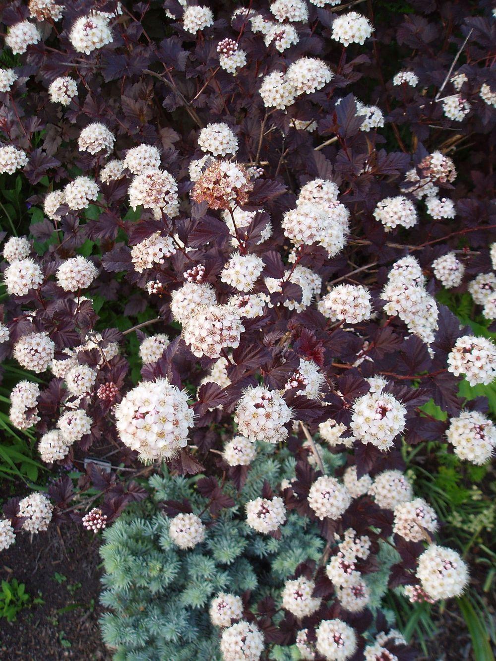 Ninebarks: Plant Care and Collection of Varieties - Garden.org