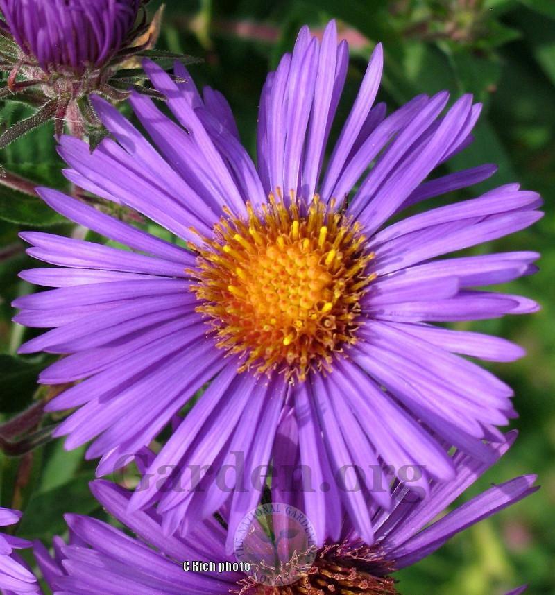 Asters: Plant Care and Collection of Varieties - Garden.org