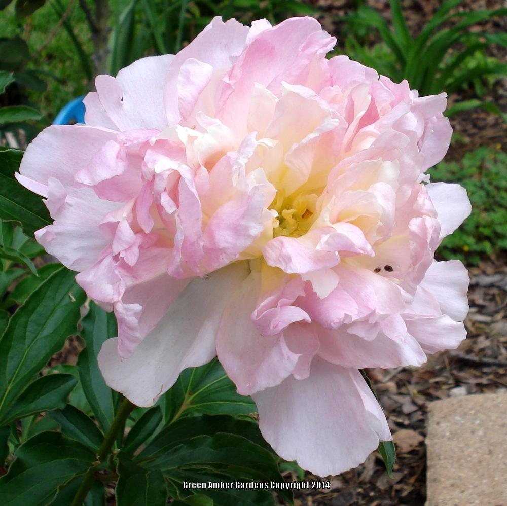Peonies: Plant Care and Collection of Varieties - Garden.org