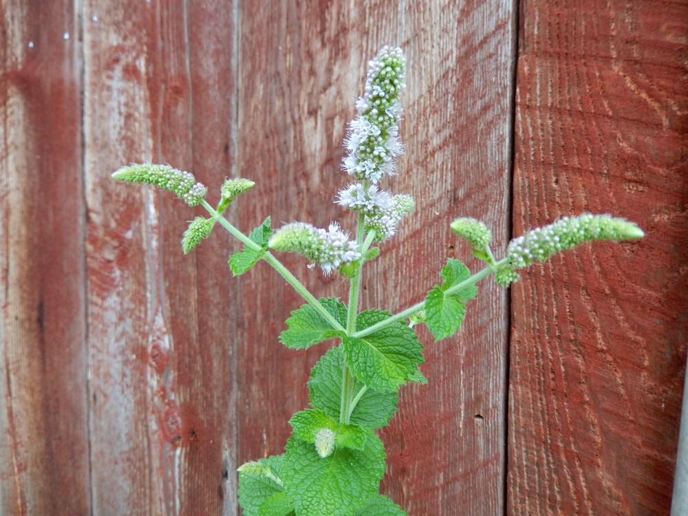 Mints: Plant Care and Collection of Varieties - Garden.org