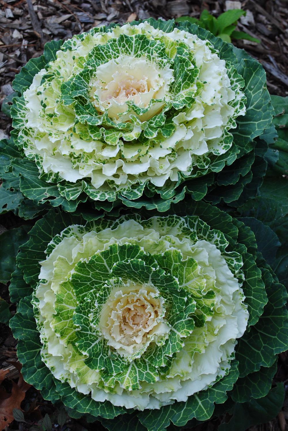 Brassicas: Plant Care and Collection of Varieties - Garden.org