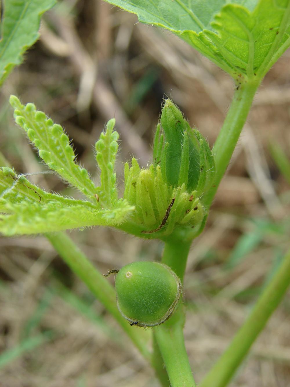 Okra: Plant Care and Collection of Varieties - Garden.org