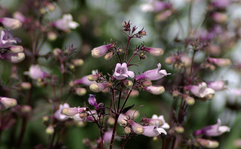 Penstemons: Plant Care and Collection of Varieties - Garden.org