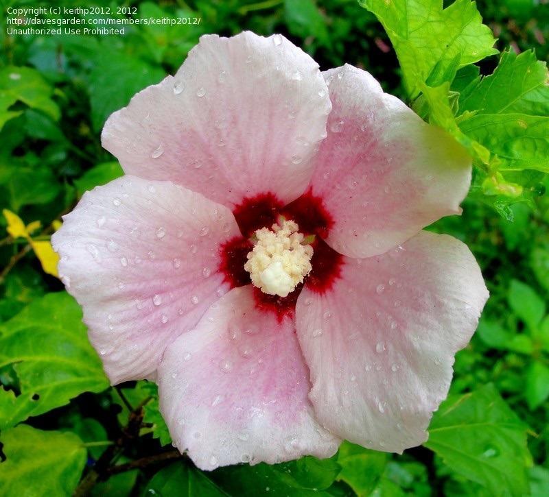 Roses Of Sharon: Plant Care and Collection of Varieties - Garden.org