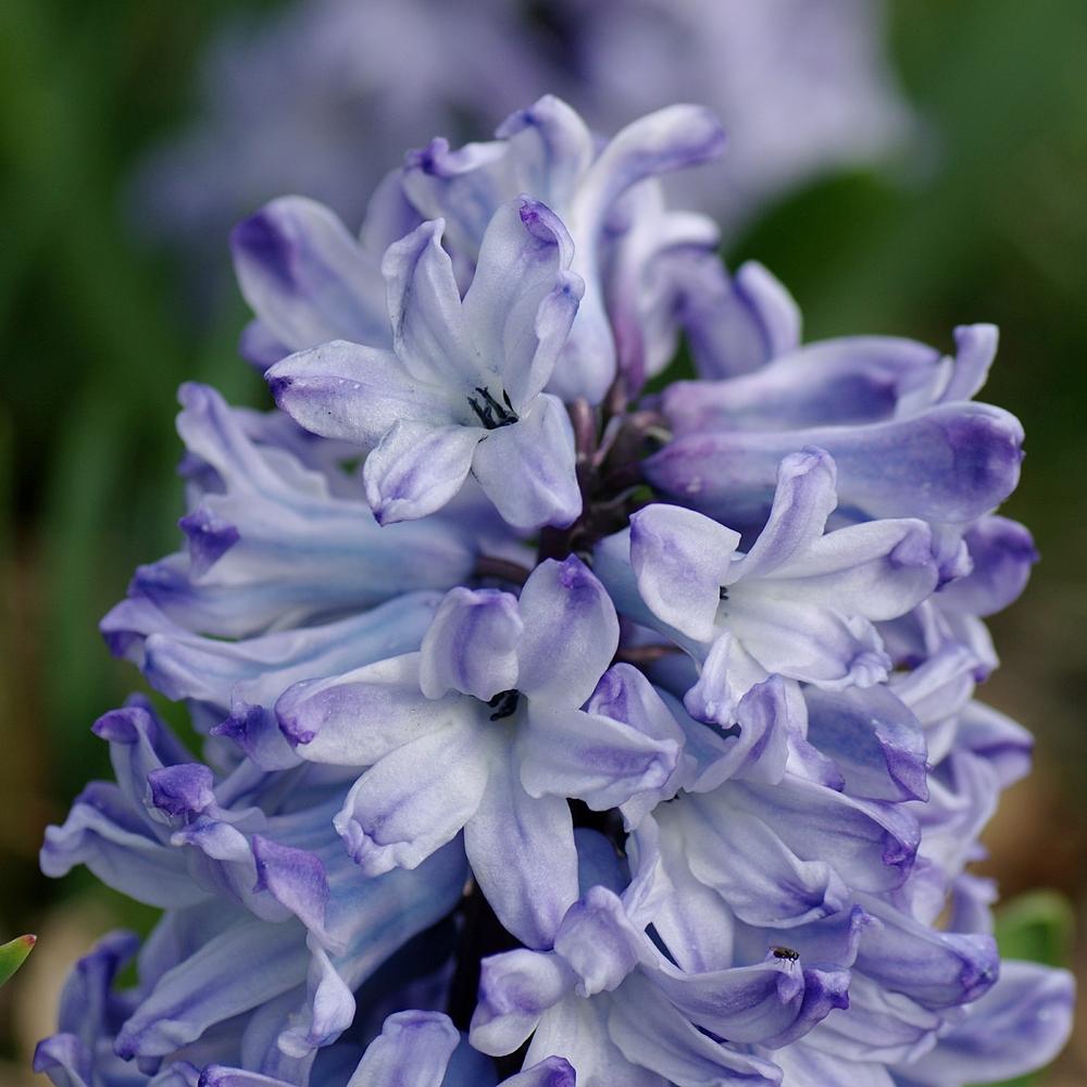 Hyacinths: Plant Care and Collection of Varieties - Garden.org