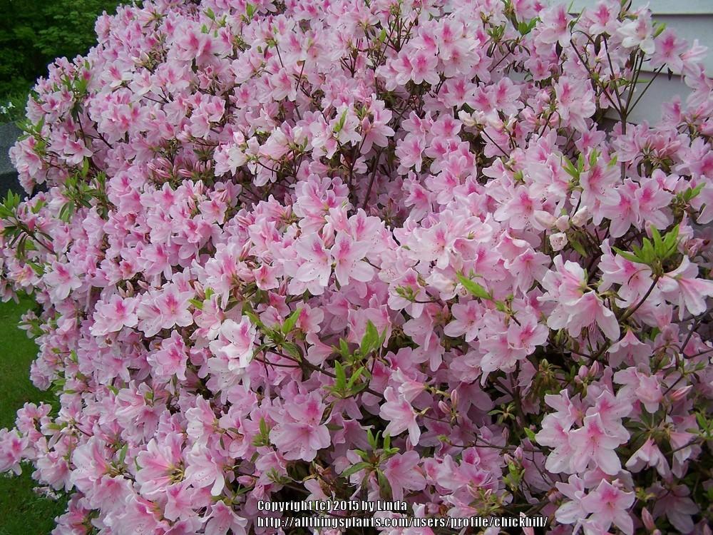 Photo of the bloom of Korean Azalea (Rhododendron yedoense f ...