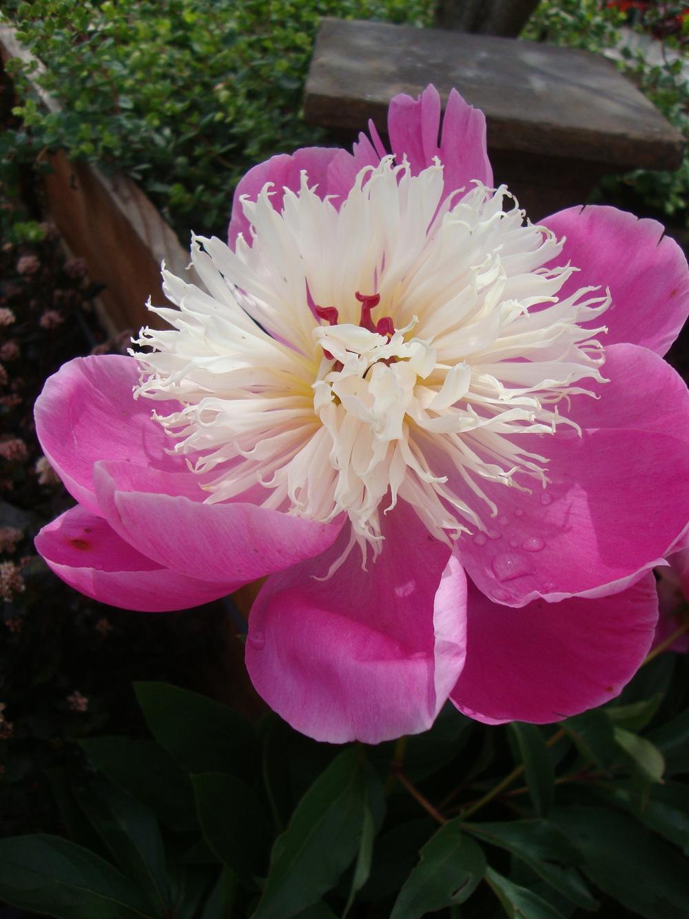 Peonies: Plant Care and Collection of Varieties - Garden.org