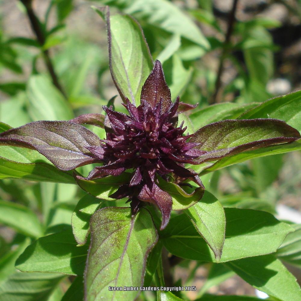 Basils: Plant Care and Collection of Varieties - Garden.org