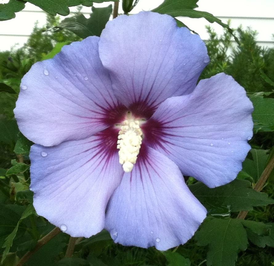 Roses Of Sharon: Plant Care and Collection of Varieties - Garden.org