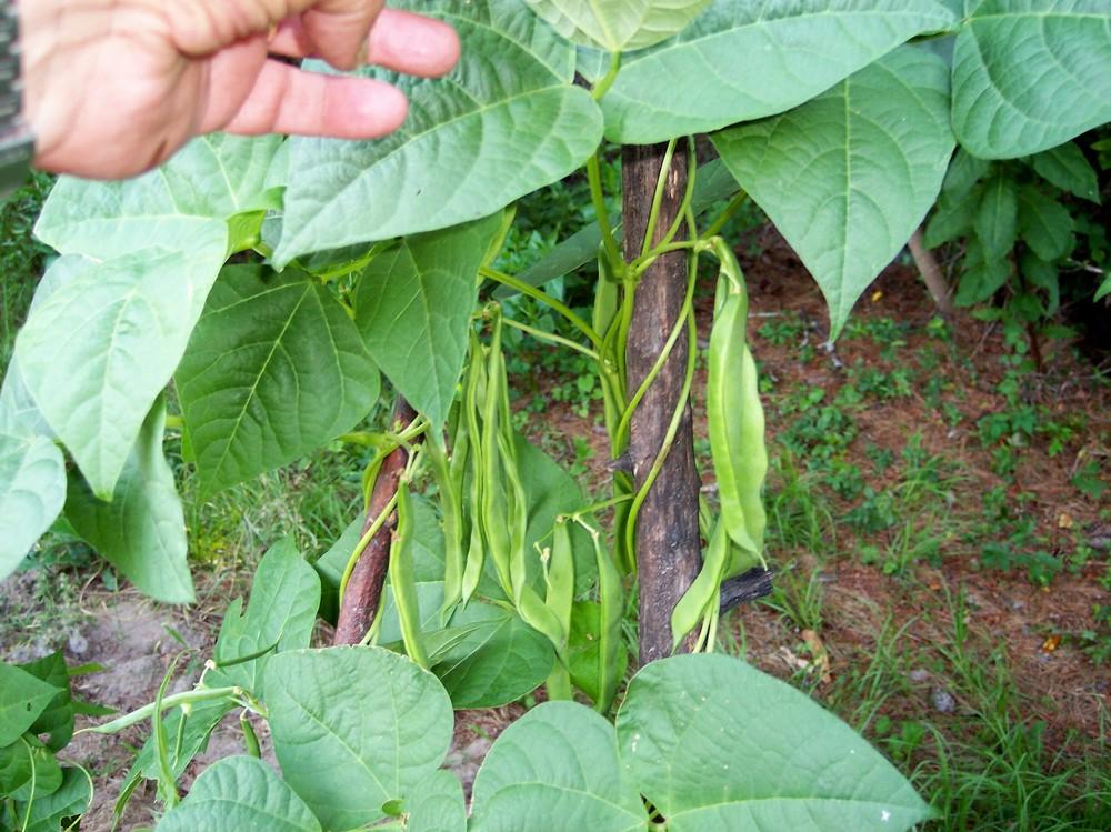 Beans: Plant Care and Collection of Varieties - Garden.org