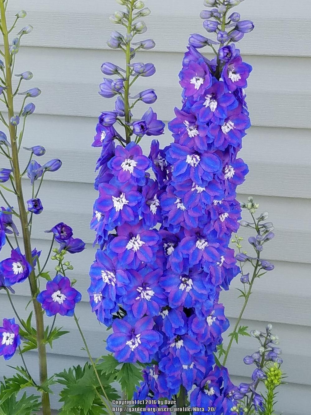 Delphiniums: Plant Care and Collection of Varieties - Garden.org