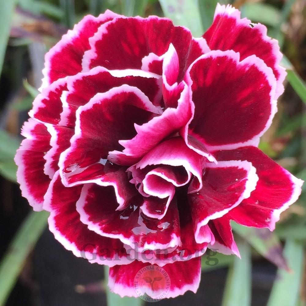 Dianthus: Plant Care and Collection of Varieties - Garden.org
