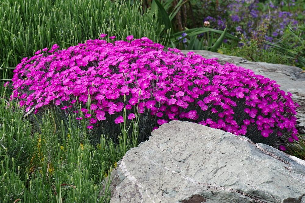 Dianthus: Plant Care and Collection of Varieties - Garden.org