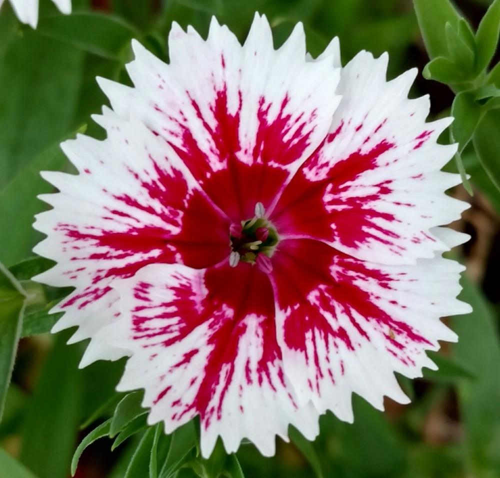 Dianthus: Plant Care and Collection of Varieties - Garden.org