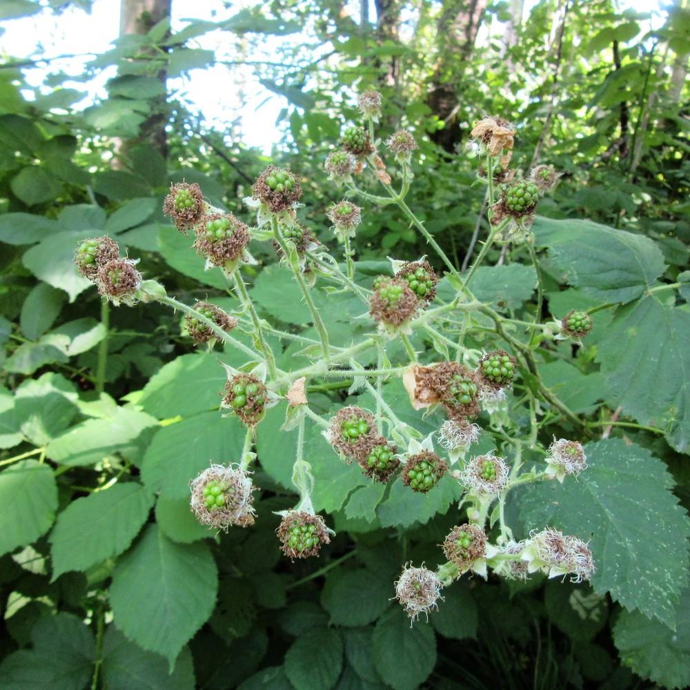 Rubus: Plant Care and Collection of Varieties - Garden.org