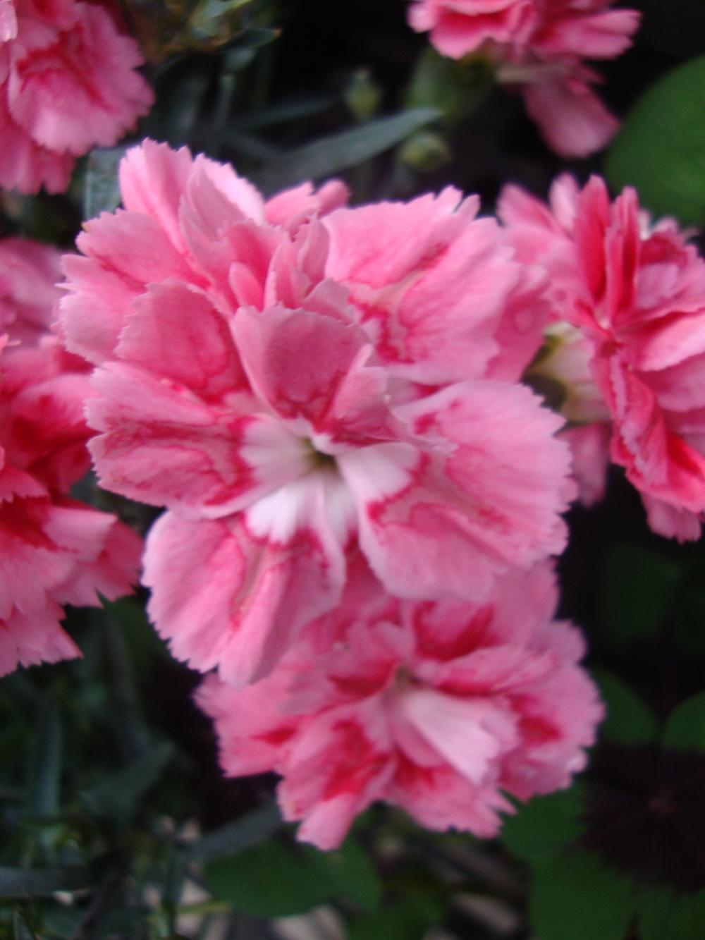 Dianthus: Plant Care and Collection of Varieties - Garden.org