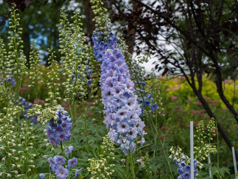 Delphiniums: Plant Care and Collection of Varieties - Garden.org