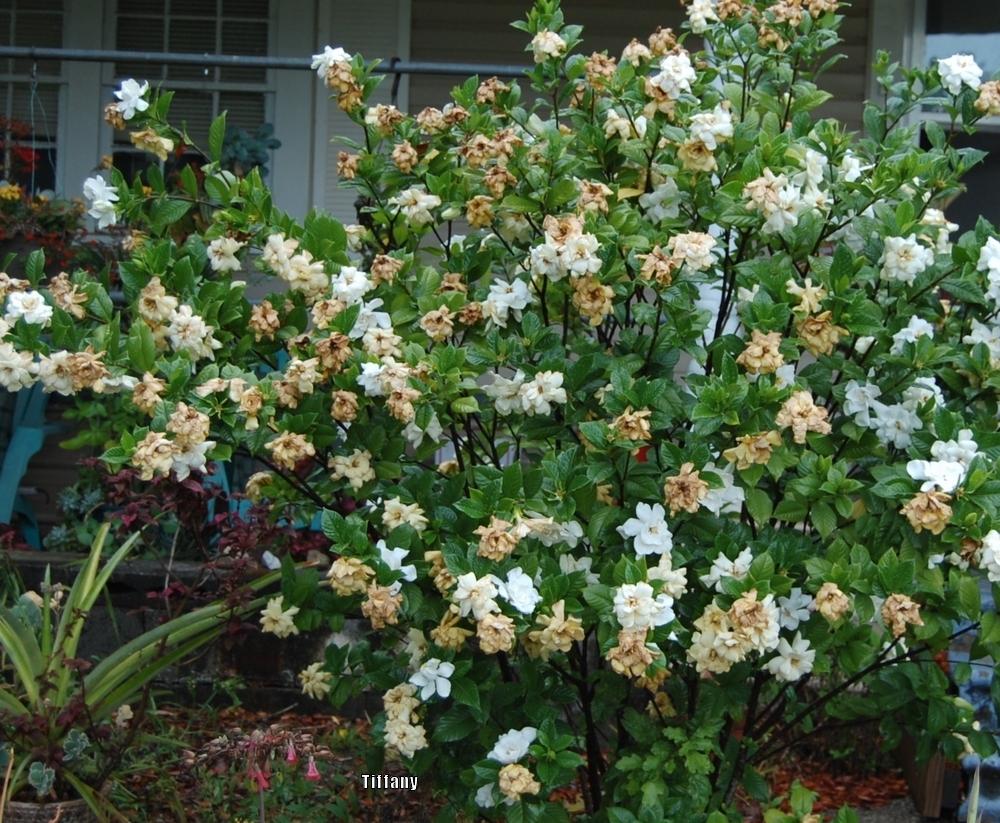 Gardenias: Plant Care and Collection of Varieties - Garden.org