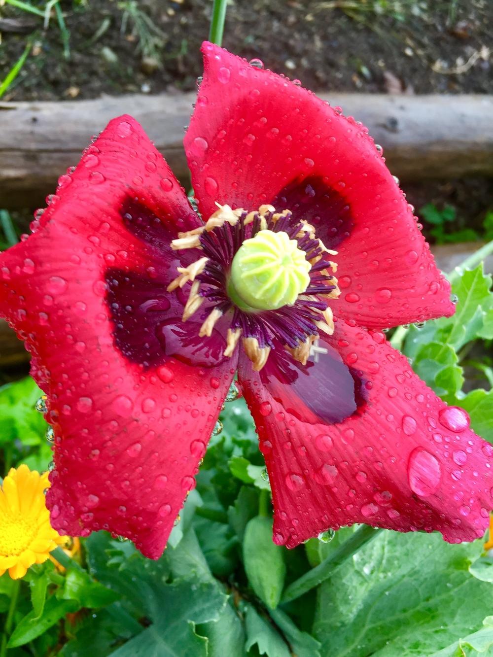 Poppies: Plant Care and Collection of Varieties - Garden.org